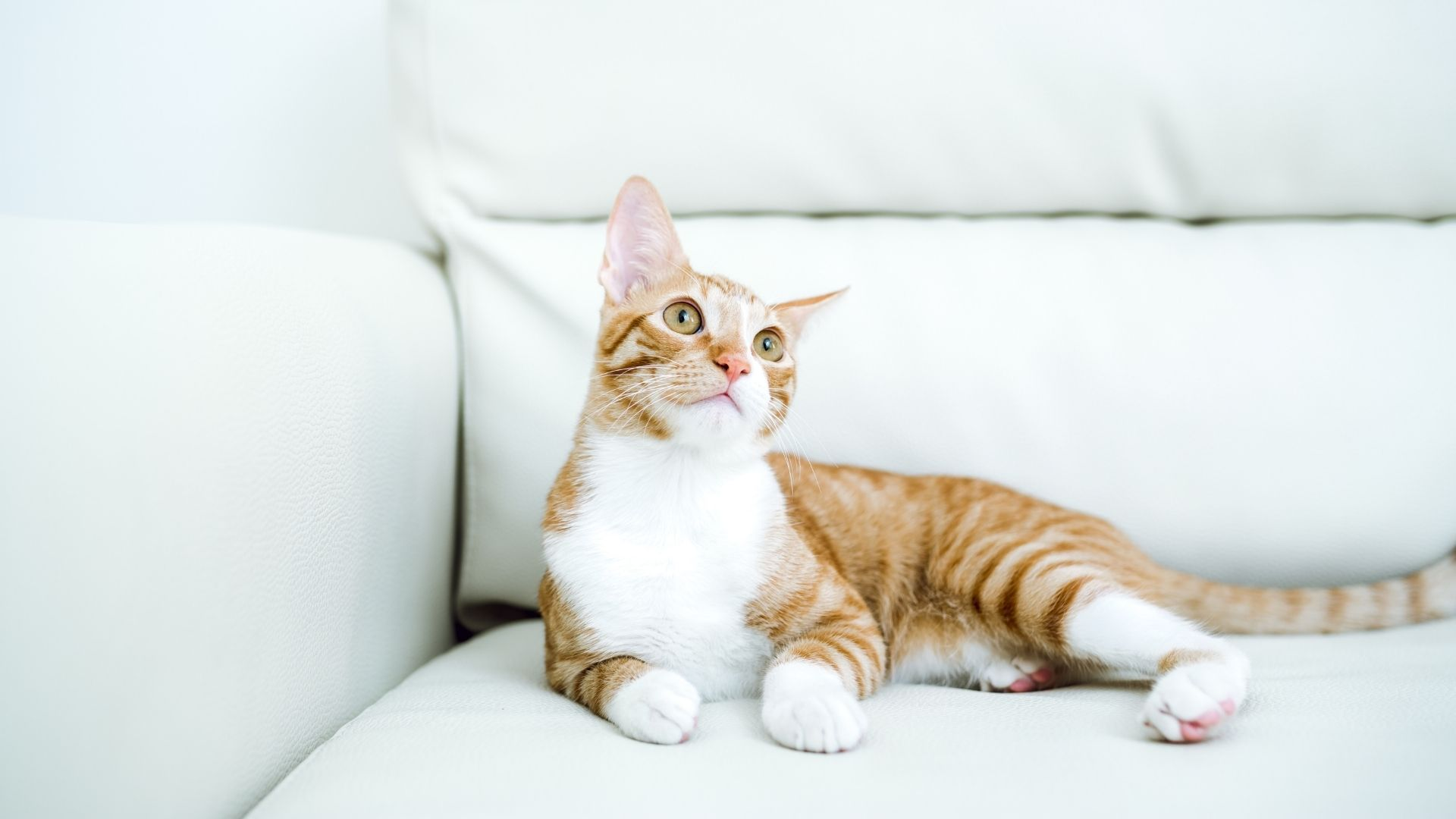 Accessori – kittyitaly™