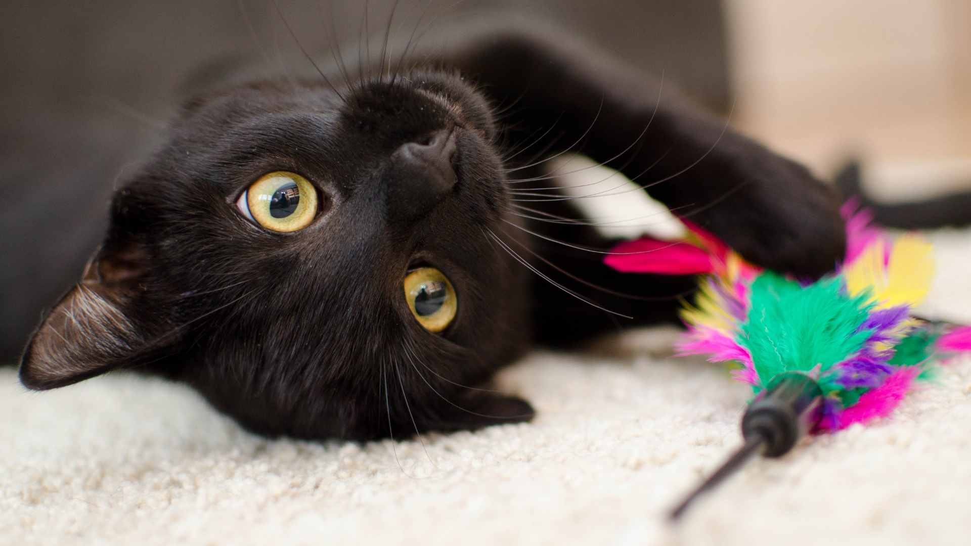 Giochi – kittyitaly™